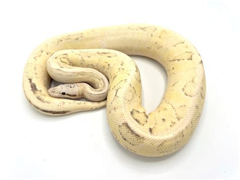 Vanilla Scream Breeder Ball Python By Royal Constrictor Designs Morphmarket