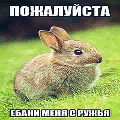 Пин от пользователя Sonya ★ на доске мемы пикчи Мемы Веселые мемы Морды животных