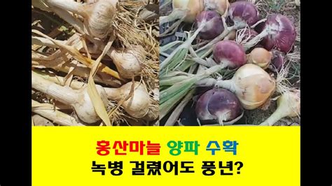 마늘 양파 수확 하기 홍산마늘 Youtube