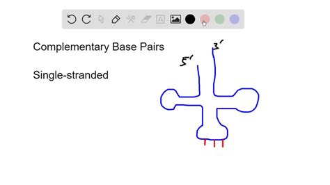 Solved How Do Complementary Base Pairs Contribute To Intramolecular