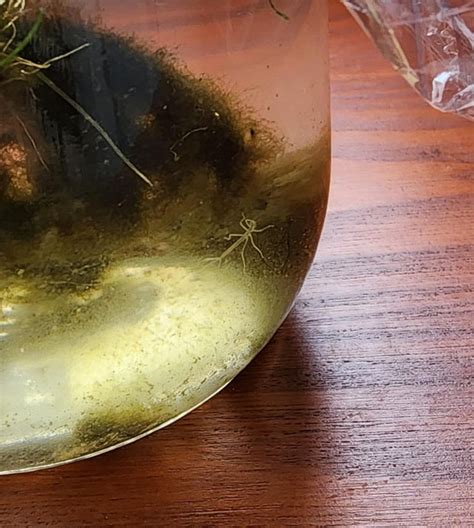 Help Identifying This R Microscopy