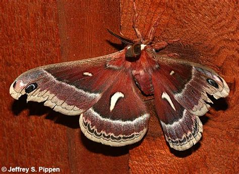 Ceanothus Silk Moth Hyalophora Euryalus