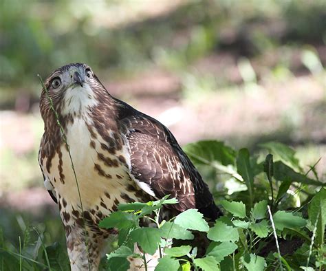 Red Tailed Hawk Nest 2009 2017 Young Red Tailed Hawk Check Out The
