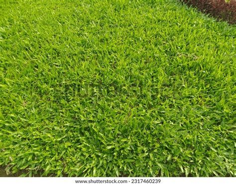 85 Crass Field Royalty Free Photos And Stock Images Shutterstock