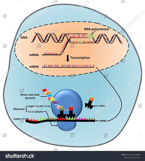 5 Coding Polypeptide Gene By Sequence Nucleotide Royalty Free Images