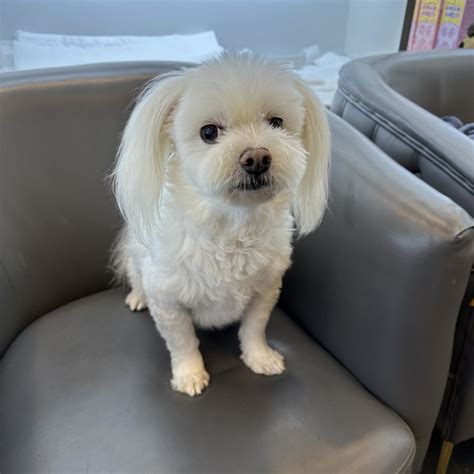 말티즈 밀크 유기견입양 유기묘입양 강아지입양 소형견입양 중형견입양 대형견입양 말티즈입양 말티푸입양 비숑프리제입양 미니비숑프리제입양 포메라니안입양 푸들입양 골든리트리버입양