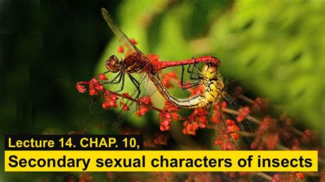 Lecture CHAP Secondary Sexual Characters Of Insects YouTube