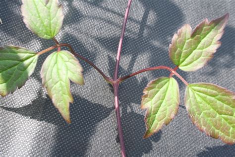 How To Take Clematis Cuttings Sue Beesley