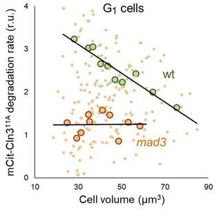 Cln3 11A stability in the nucleus is modulated by Mad3 and increases ...