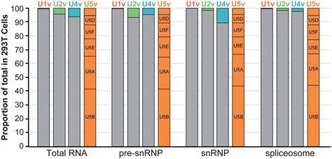 Human Spliceosomal Snrna Sequence Variants Generate Variant Spliceosomes