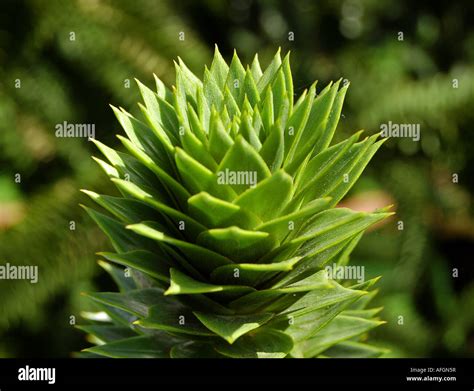 Monkey Puzzle Tree Detail Stock Photo Alamy