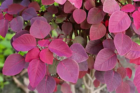 Athyma Perius Bugsalive