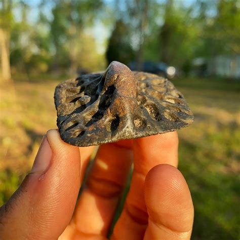 Fossil Alligator Osteoderm Pleistocene Of Florida Paleocris