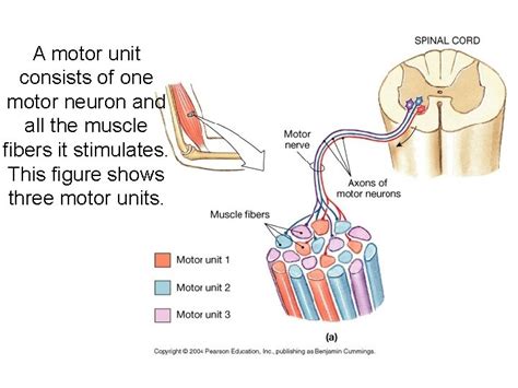 a motor unit consists of one motor neuron