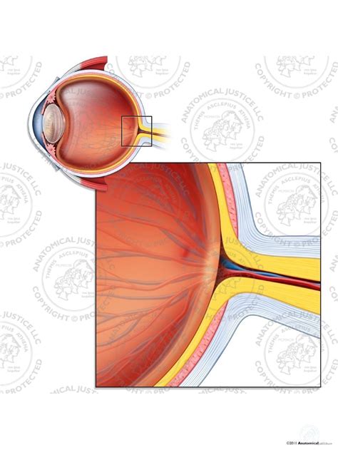 Optic Disc Normal Illustrations