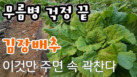 김장배추 무름병 걱정 끝 이것만 주면 속 곽찬 김장배추 걱정 없다 Youtube