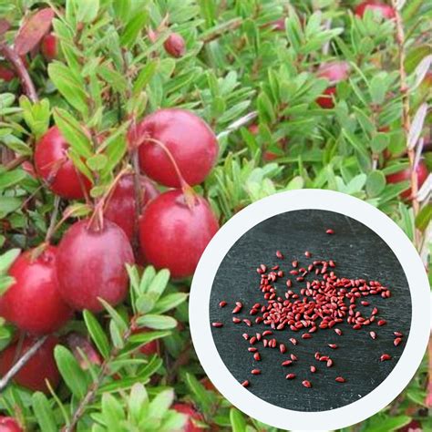 Журавлина клюква насіння 0,1 гр прибл. 90 шт. Купити в Україні