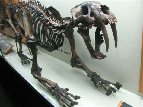 Shroomery Sabertooth Tiger Fossil