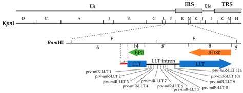 Schematic Of The Prv Genome And Location Of The Lat Gene The Images Download Scientific