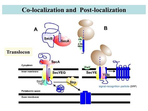 Ppt Protein Localization And Secretion Powerpoint Presentation Free Download Id5792029
