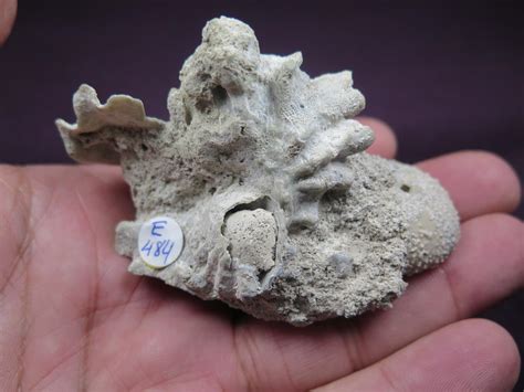 Echinoid Fossil