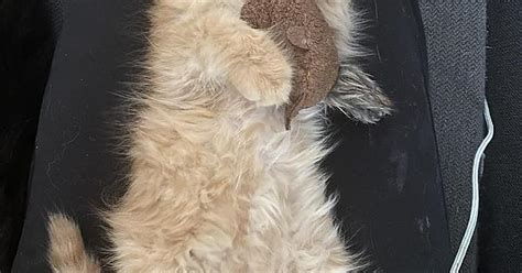 Just A Photo Of My Kitten Sleeping In My Lap Album On Imgur