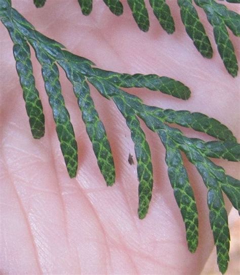 Cedar Leaf Identification