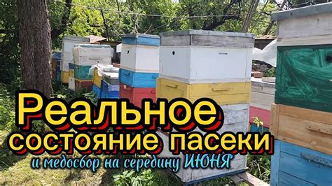 Реальное состояние пасеки и медосбор на середину ИЮНЯ - YouTube