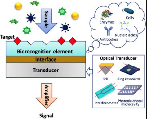 3d Printed Biosensor For Food Safety Point Of Care State Of Art And Potentiality For A Trough