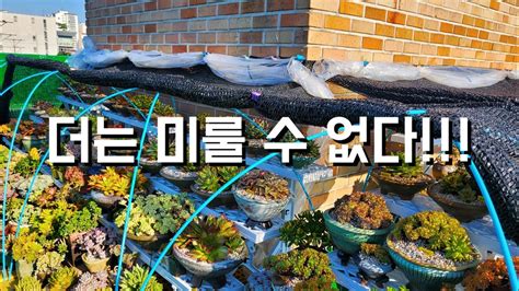 자외선지수 매우높음의 폭염속에 아이들을 더이상 방치할 순 없다다육이키우기 옥상다육 Succulent 초보다육국민