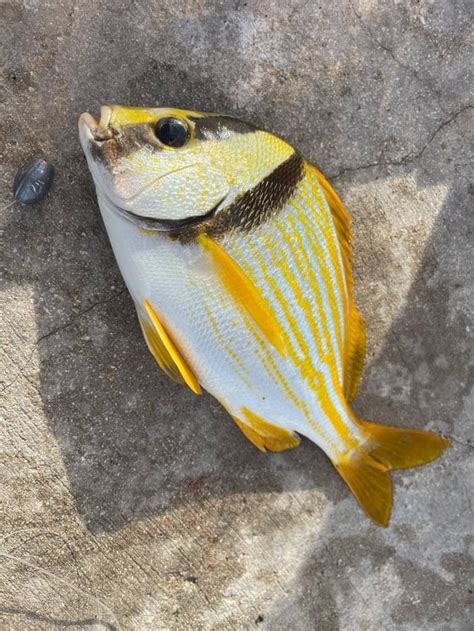 What Fish Is This And Is It Edible Rfloridafishing