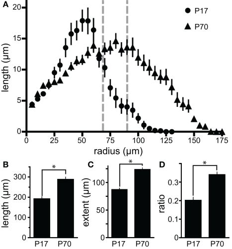 Developmental Alterations In Dendritic Structure A Measurements Of