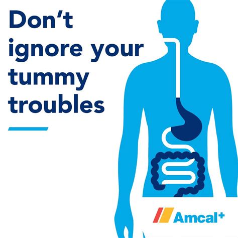 The Digestive System Is Amcal Salamander Bay