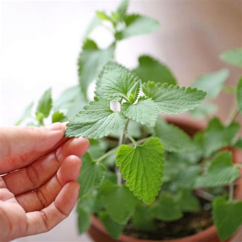 Herbs To Propagate From Cuttings For Endless Supply