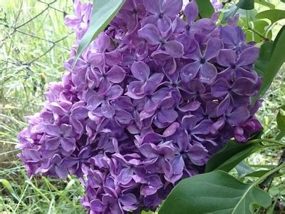 Амурская сирень, амурский вид как посадить и какой нужен уход