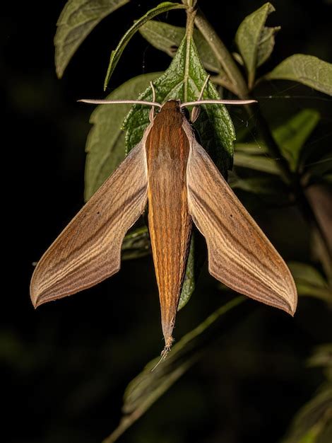 Premium Photo Adult Tersa Sphinx Moth