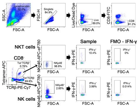 Gating Strategy For Detection Of Ifn γ Production In Nk And Nkt Cells Download Scientific