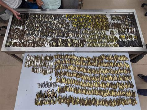 Nearly A Thousand Birds Killed Overnight In Chicago — By A Building
