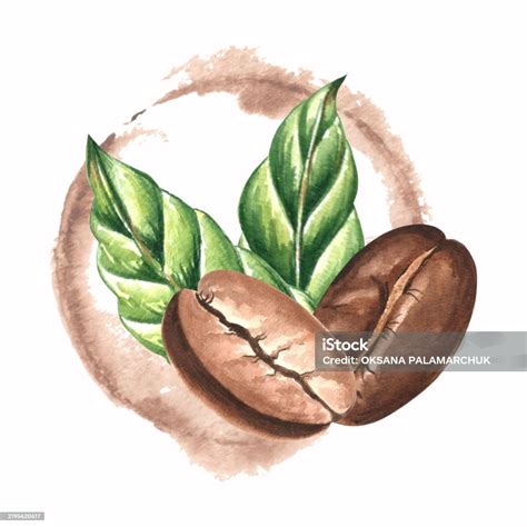 볶은 커피 콩에 얼룩이 있습니다 수채화 구성 손으로 그린 삽화가 분리되어 있습니다 향긋한 아침 음료를 위한 재료 아라비카 곡물의 클립아트 엽서 Pakaging 템플릿