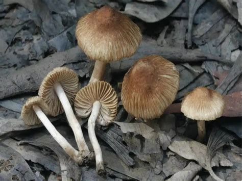 Edible Mushrooms Its Cultivation And Benefits