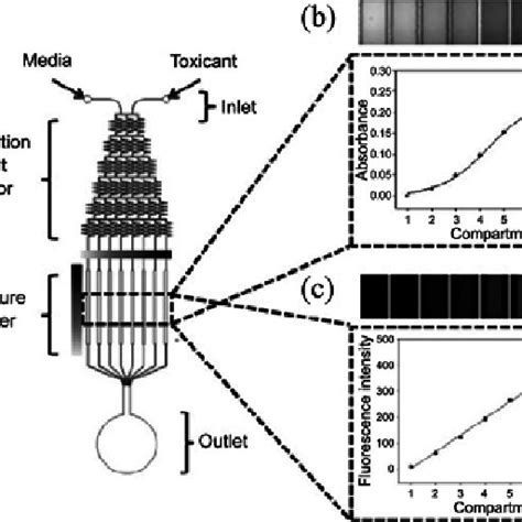 A Schematic Illustration Of The Microfluidic Device Design