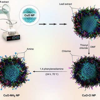 Schematic Illustration For The Synthesis Of CuO Download Scientific Diagram
