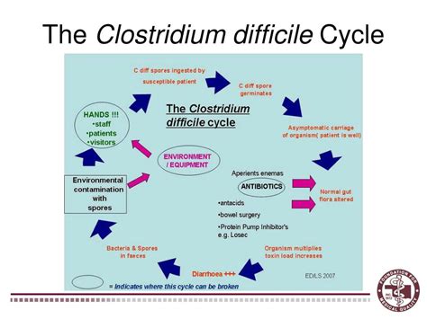 Ppt Preventing Clostridium Difficile Infection Powerpoint Presentation Id 953518