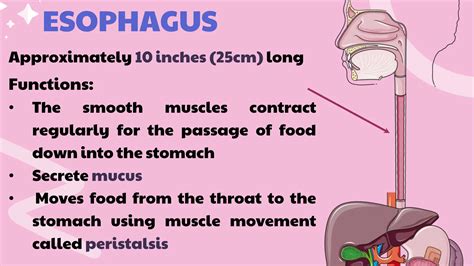 The Git Aka Digestive System Sample Lesson Presentation Pptx