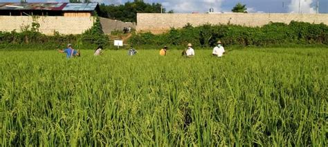မိုင်းရှူး၌ ကိုဗစ် ၁၉စီးပွားရေးကုစားမှု Cerp အစီအစဉ်ဖြင့် ဆောင်ရွက်သော မိုးစပါးမျိုးစေ့ထုတ် လယ