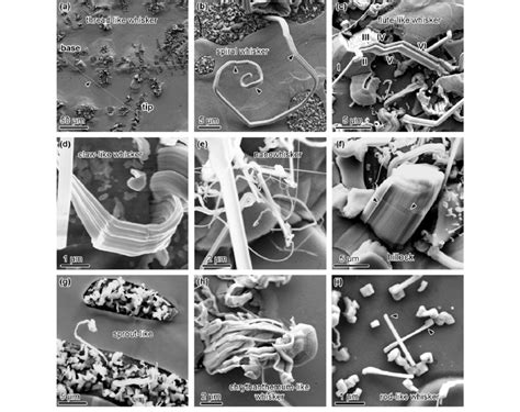 Whiskers With Different Morphologies A A Thread Like Whisker And B Download Scientific