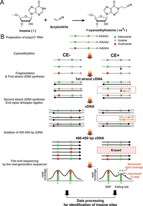 Outline Of Identification Of A To I Rna Editing Sites Using Ice Seq Outline Of Identification Of A To I Rna Editing Sites Using Ice Seq