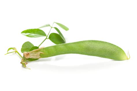 화이트 배경위에 고립된 유기농 그린 프레시 버터플라이 완두콩 또는 압라지타 피 포드의 클로즈업 0명에 대한 스톡 사진 및 기타