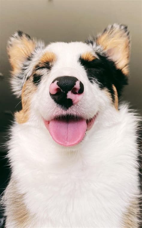 Today is Yuno’s 1st Birthday 🩵 : r/miniaussie