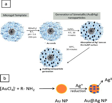 A Schematic Diagram On The Synthesis Of Bimetallic Nanoparticles From Download Scientific
